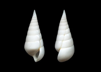 中腹足目 Mesogastropoda 蓝色动物学（中国动物学科普）